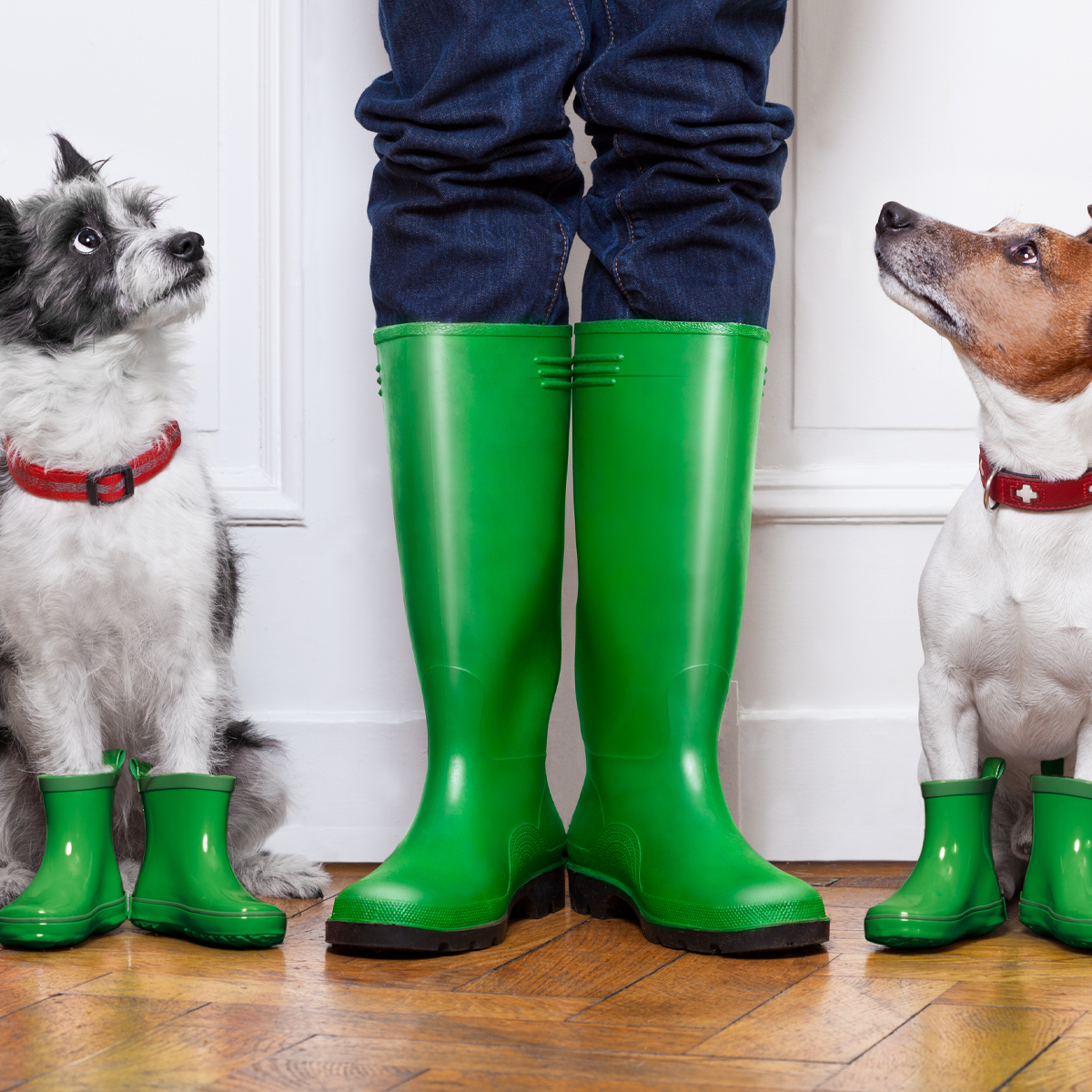 How to Keep Your Dog Calm This St. Patrick’s Day with Doggie Shusher